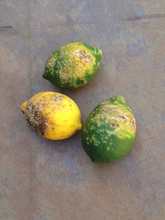 పాడైన నిమ్మకాయలను ఇలా వాడొచ్చు – TV9 Telugu | Damaged Lemons Can Be ...