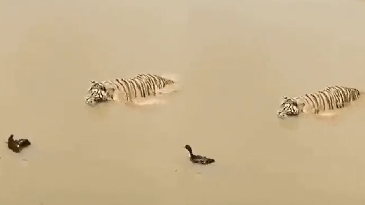 Viral Video: పెద్దపులిని బకరా చేసిన బాతు.. నెట్టింట వైరల్ అవుతోన్న ...