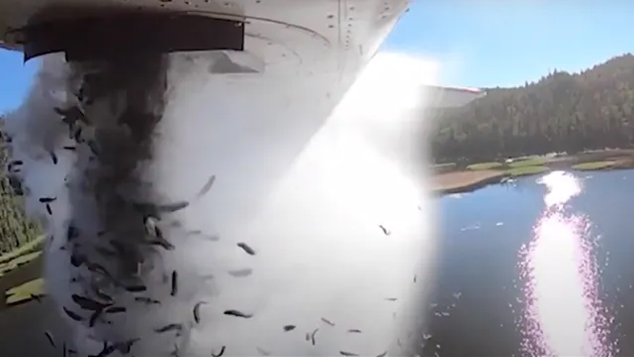 Viral Video: అక్కడ విమానంలోంచి చేపల వర్షం కురిపించారు..! నిజమేనండోయ్ ...