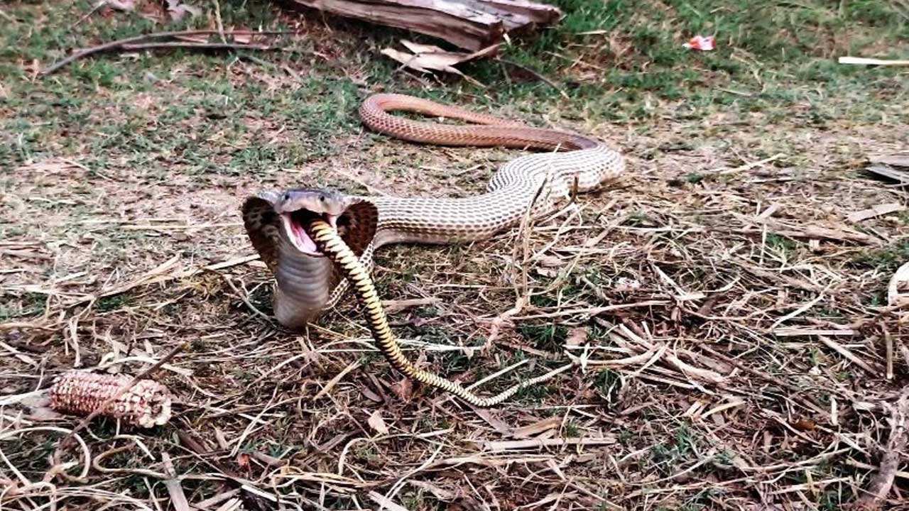 Viral: తన కంటే పెద్ద సైజ్ పామును అమాంతం మింగేసిన తాచుపాము.. షాకింగ్ ...