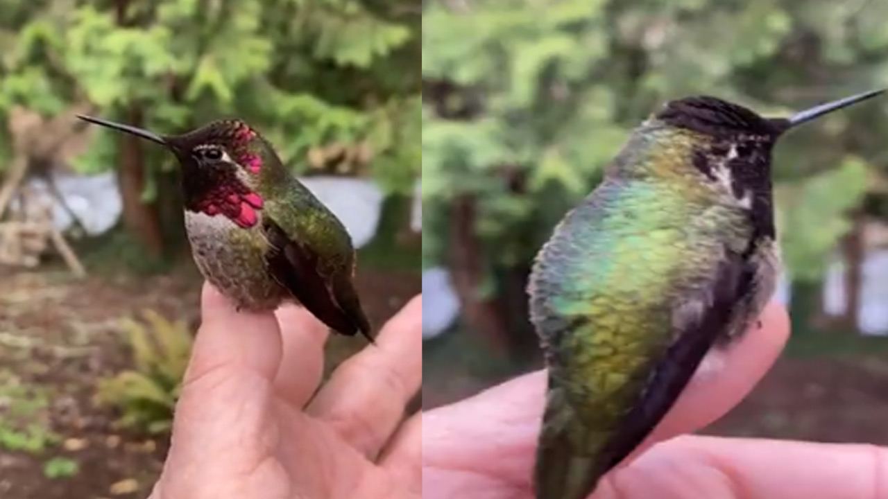 Viral Video: ఊసరవెల్లినే మించిపోయిందిగా.. రంగులు మార్చడంతో నాకు నేనే ...