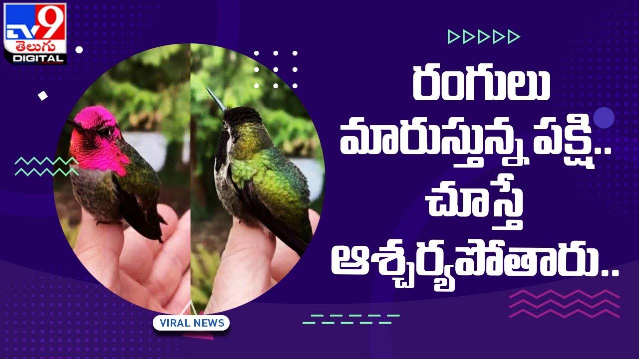 Viral: రంగులు మార్చడంలో ఊసరవెల్లిని మించిపోయింది ఈ పక్షి !! | Video of ...