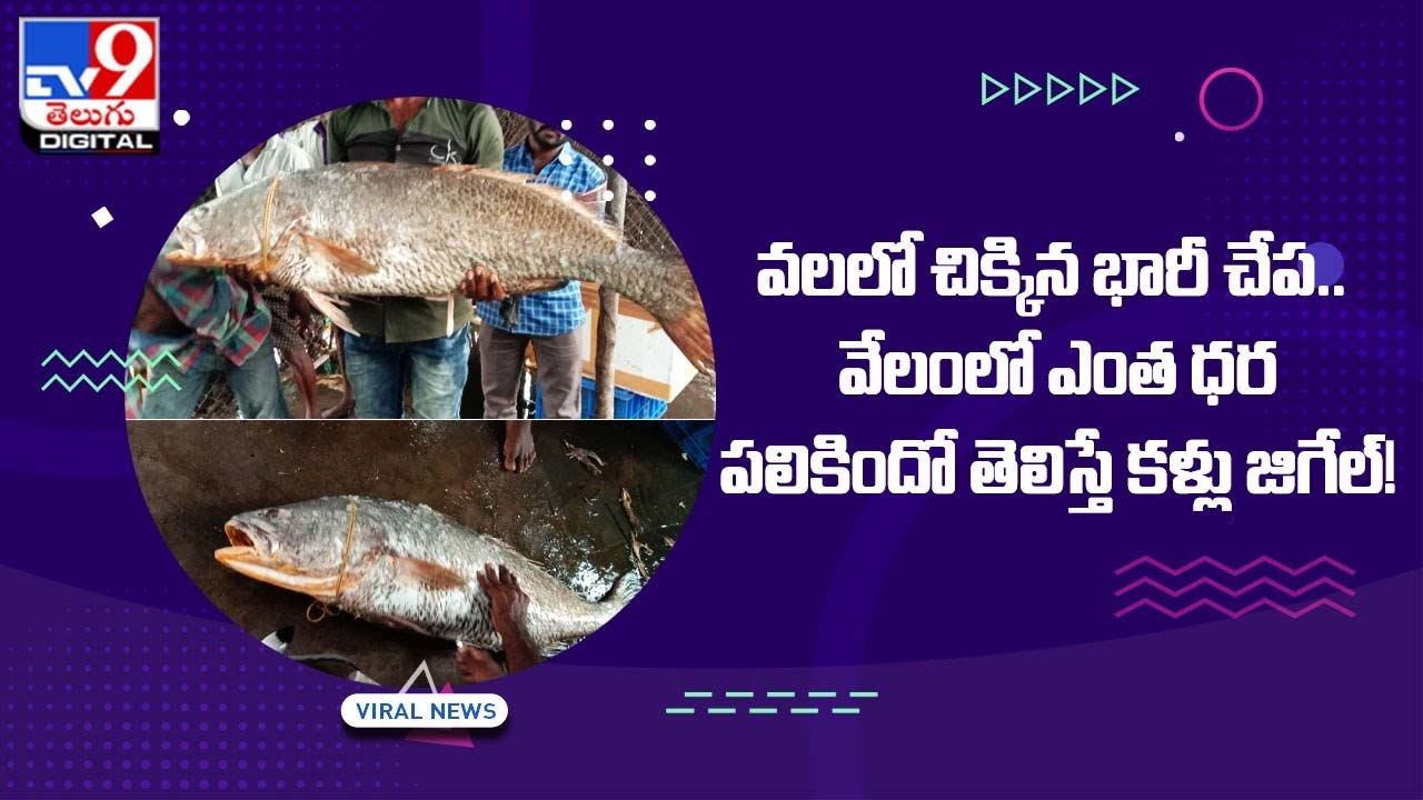 వలలో చిక్కిన భారీ చేప.. వేలంలో ఎంత ధర పలికిందో తెలిస్తే కళ్లు జిగేల్ ...