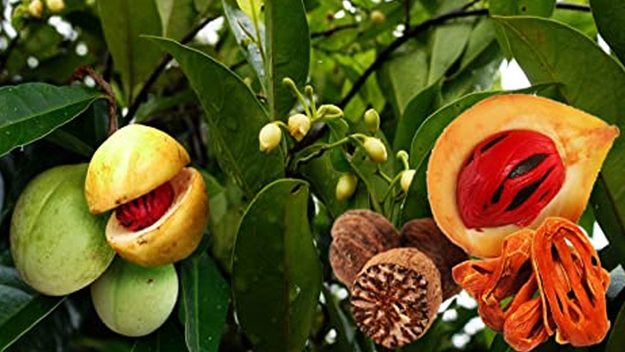 Diabetes cure: షుగర్ బాధితులకు జాజికాయ దివ్యౌషధం.. ఎలా తీసుకోవాలో ...