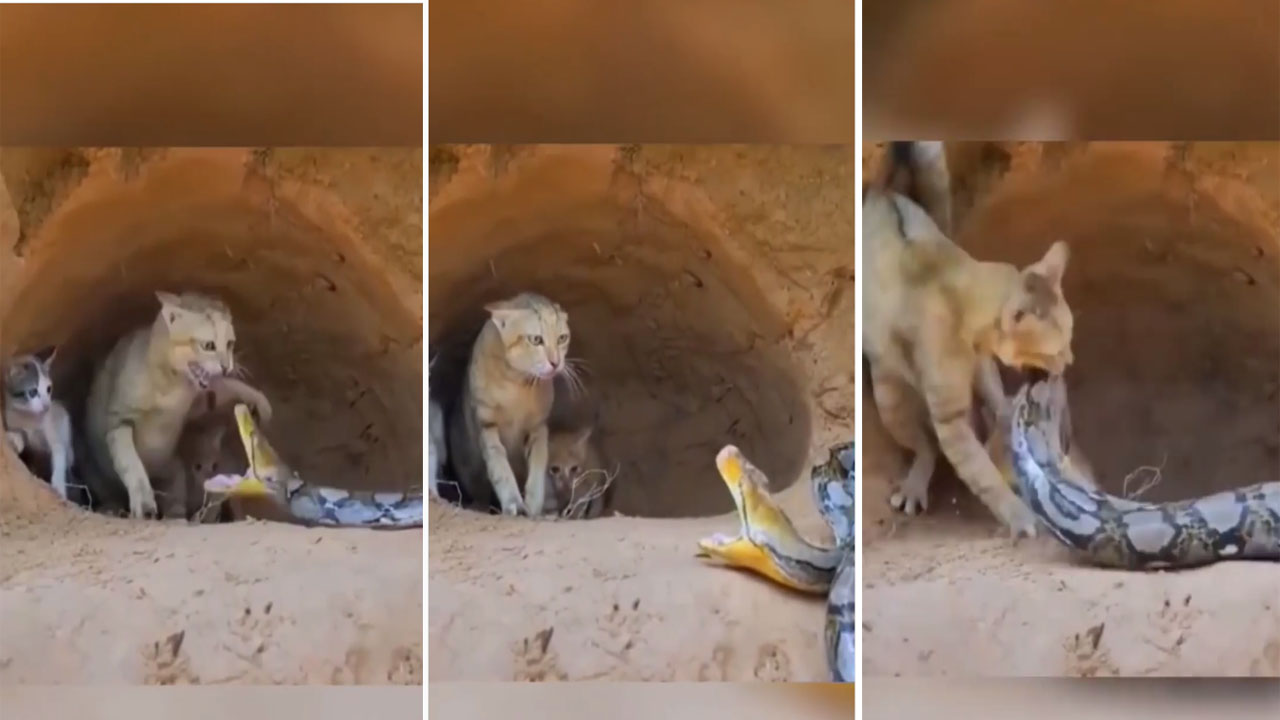 Viral Video: కొండచిలువను ఎదిరించిన పిల్లి.. ఒళ్లు గగుర్పొడిచే వీడియో ...