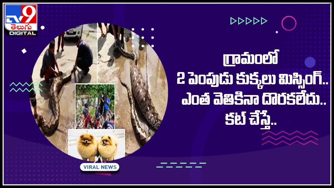 Python - 2 dogs: ఒకేసారి రెండు పెంపుడు కుక్కలను మింగుతున్న కొండచిలువ ...