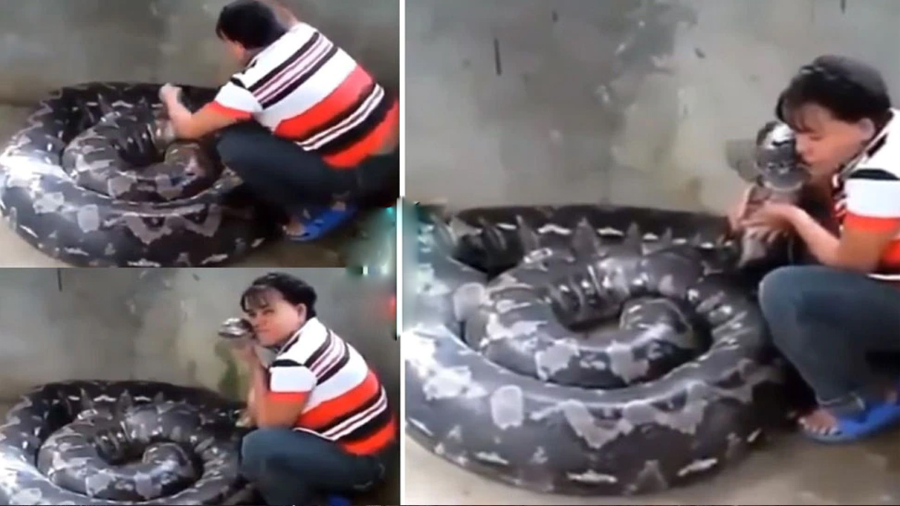 Viral video: వామ్మో.. భారీ పైథాన్‌ను ముద్దాడిన మహిళ... ఆ తర్వాత ఏం జరిగిందంటే | Woman caresses ...