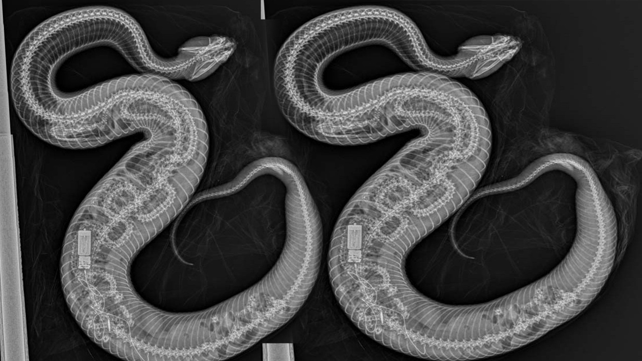 Viral: పాముకు ఎక్స్‌రే తీశారు.. కనిపించిన దృశ్యాన్ని చూసి ఖంగుతిన్నారు ...