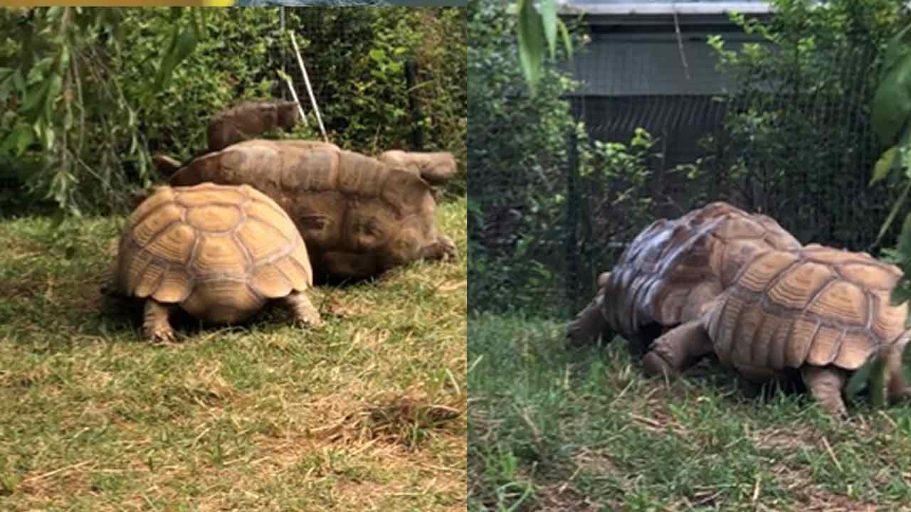 Video Viral: ఫ్రెండ్షిప్ కు నిజమైన నిర్వచనం ఈ వీడియో.. ఆపదలో ఉన్న ...