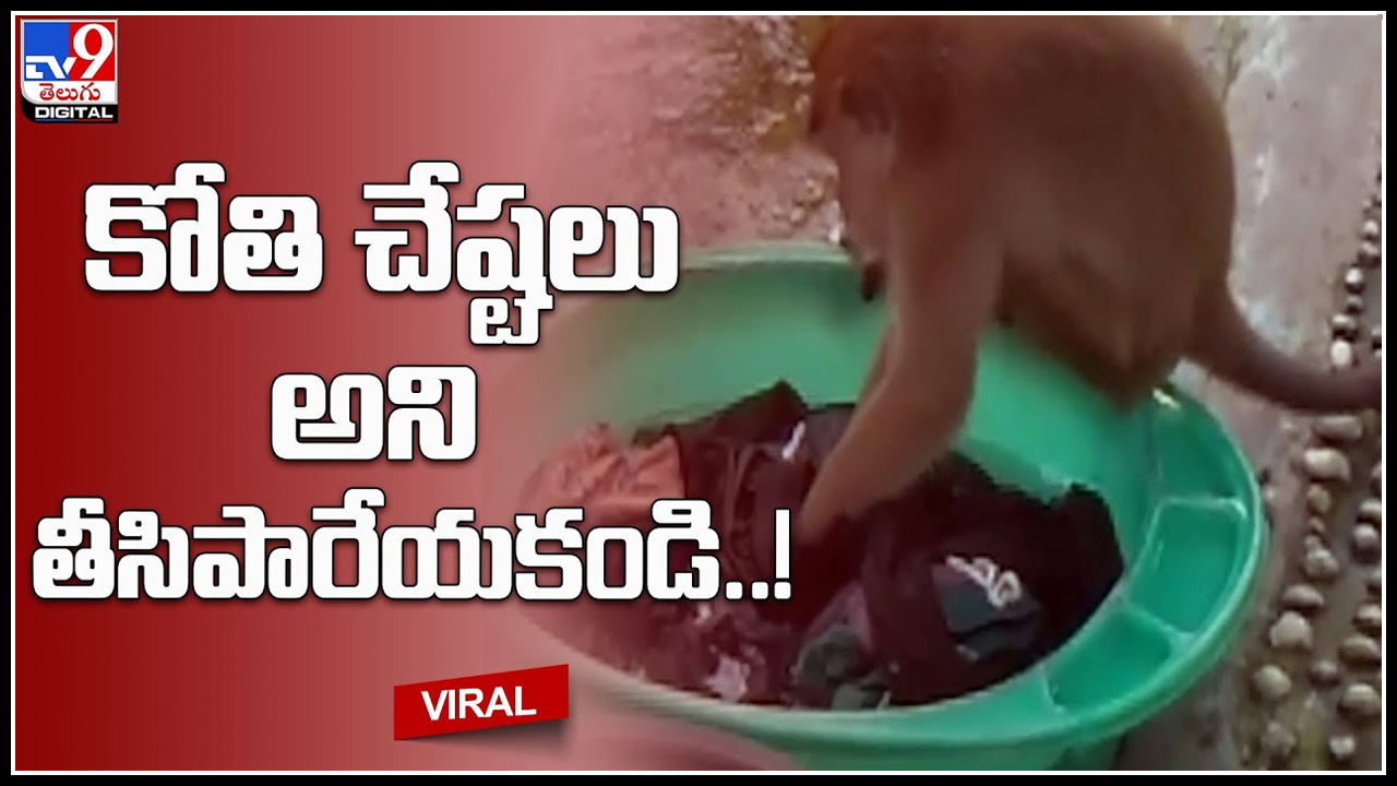 Monkey Viral video: కోతి చేష్టలు అని తీసిపారేయకండి..! కోతి బావ చేసిన ...
