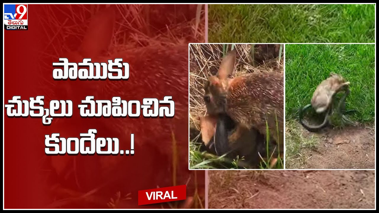 Snake Rabbit fight : పాముకు చుక్కలు చూపించిన కుందేలు..! పామును ఎదురించి ...