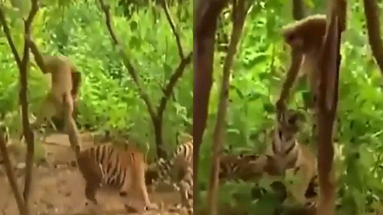 Video Viral: అందుకే కోతి చేష్టలు అనేది.. చెట్టు కింద సేదతీరుతున్న ...