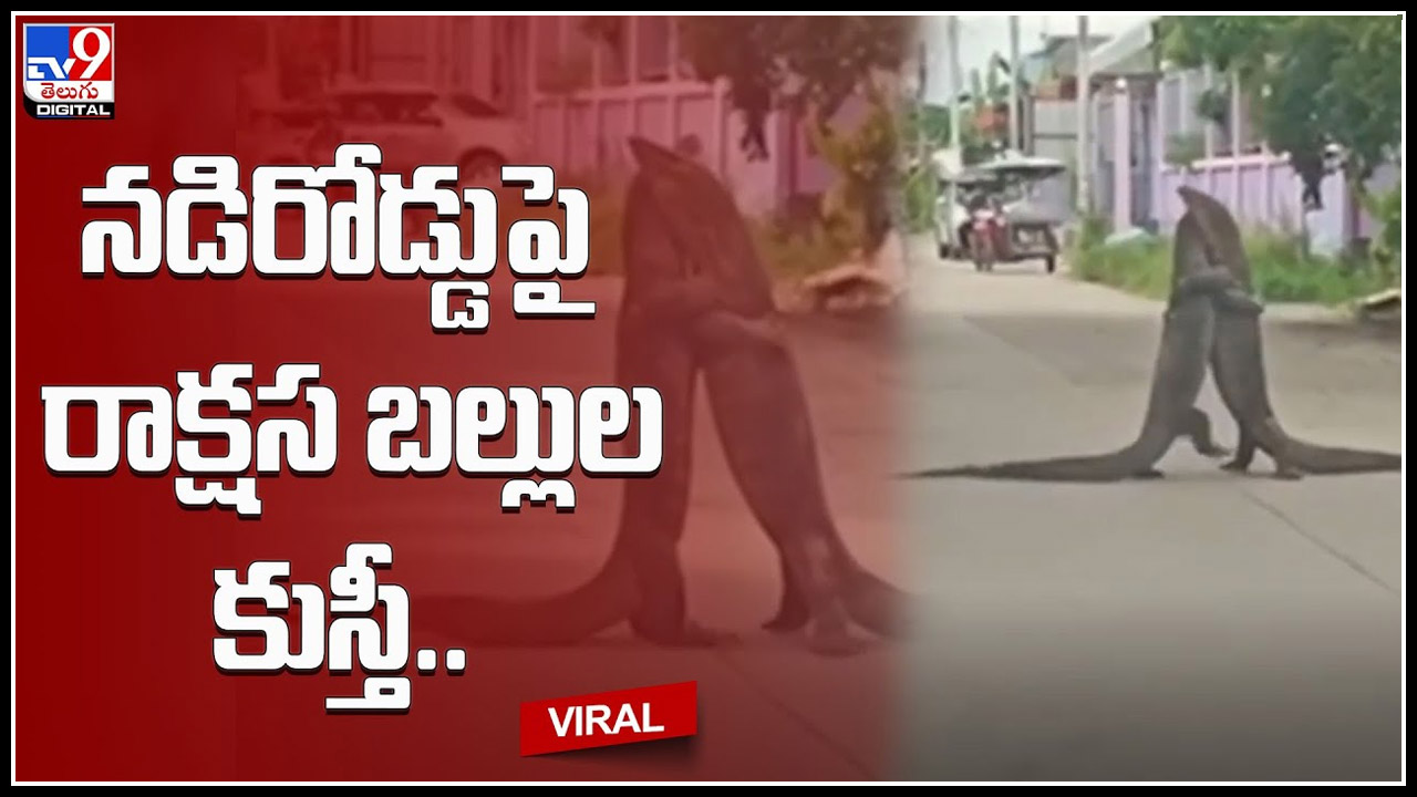 Monster lizard fight: నడిరోడ్డుపై రాక్షస బల్లుల కుస్తీ.. ఇంటర్నెట్ షేక్ ...