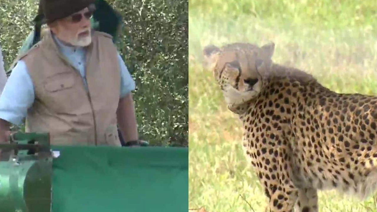 Cheetah Project: ఏడు దశాబ్దాల తర్వాత ఇండియాకు.. కునో నేషనల్ పార్క్‌లో ...