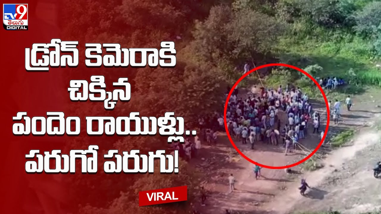 Drone camera: డ్రోన్ కెమెరాకి చిక్కిన పందెం రాయుళ్లు.. పరుగో పరుగు ...