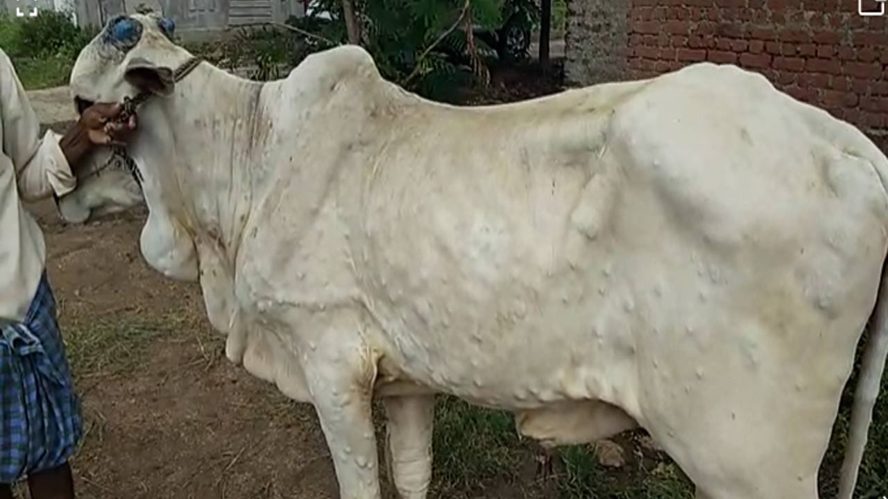 Lumpy Skin Disease: మంచిర్యాల జిల్లాలో ‘మూగ’రోదన.. పెరుగుతున్న ...