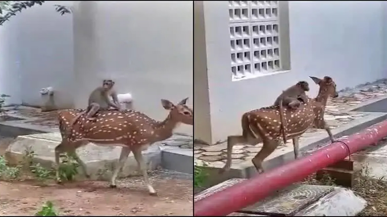 Monkey riding: జింకపై కోతి హై హై నాయకా.. ఐఐటీ కాలేజ్‌లో అరుదైన దృశ్యం ...