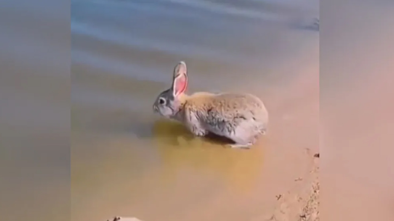 కుందేలు నదిలో ఈత కొట్టడం ఎప్పుడైనా చూసారా? వీడియో చూసి నోరెళ్ల ...