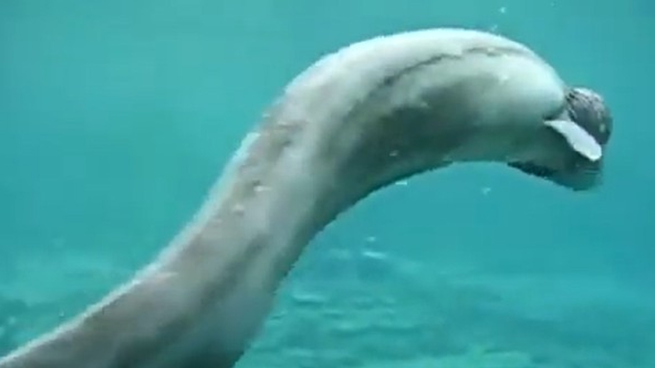 వామ్మో ఇదేం చేపరా దేవుడో.. సగం పాము, సగం డైనోసార్‌ షార్క్‌ రూపంతో ...