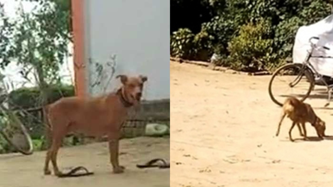 Pet Dog Kill Snake: యజమాని ప్రాణాలను కాపాడడం కోసం పాముతో పోరాడిన కుక్క ...