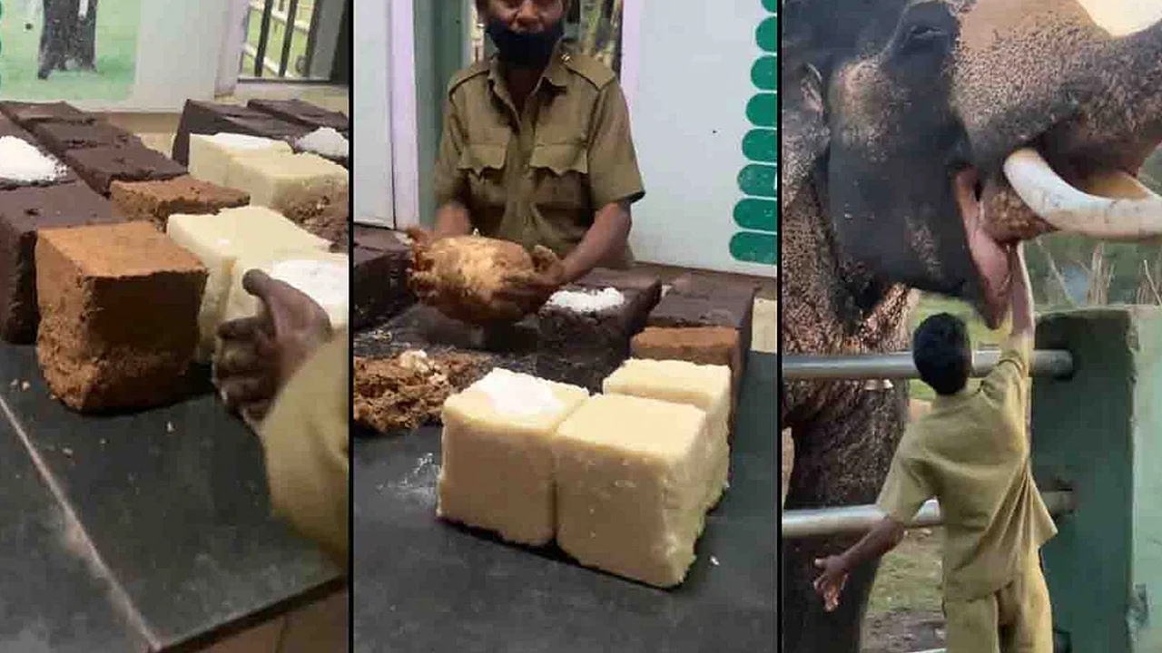 Kitchen for Elephant: ఎలిఫెంట్‌ రెస్టారెంట్‌.. పసందైన విందుకోసం ...