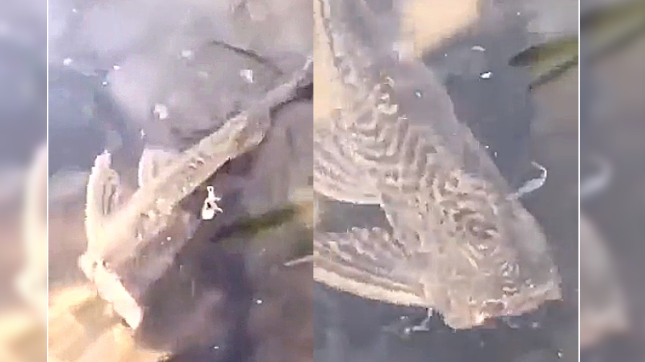 Viral Video: అమ్మబాబోయ్! ఇదేం చేప బాసూ.. తల లేకపోయినా ఈదేస్తోంది ...