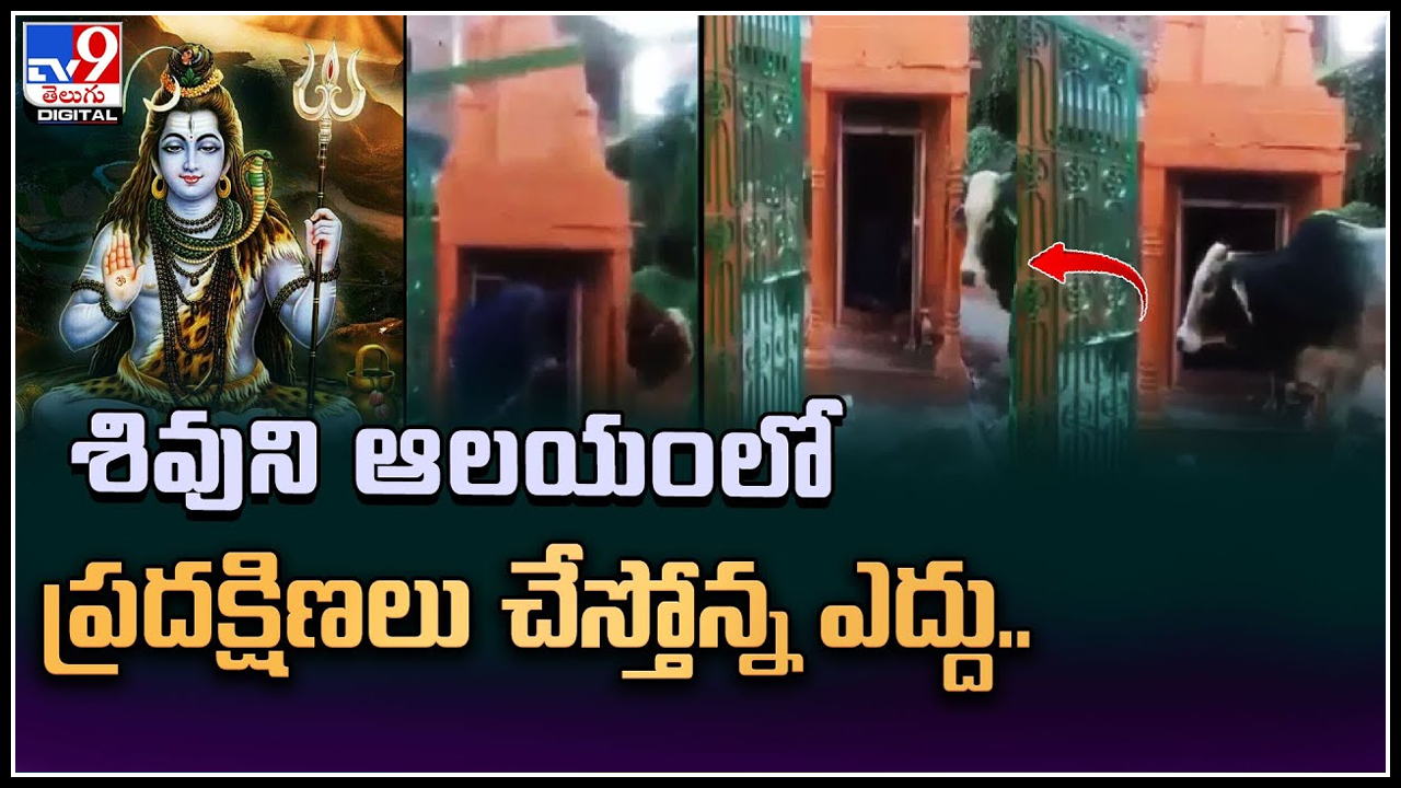 Bull video: శివుని ఆలయంలో ప్రదక్షిణలు చేస్తున్న ఎద్దు.. లెక్కకు ...